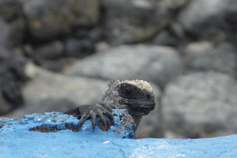 Destination Pacifique – Le blog de Alexandre Gaertner