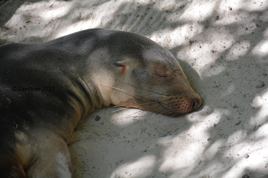 Destination Pacifique – Le blog de Alexandre Gaertner