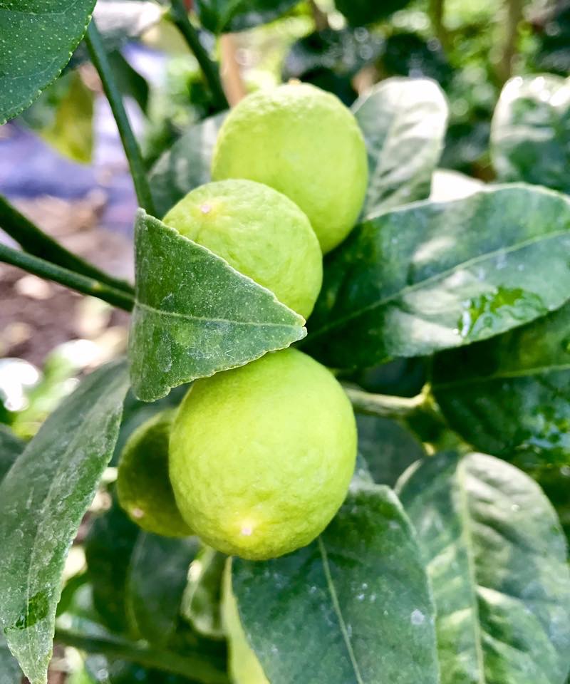 Paneer au citron vert, sauce satay et salade de choux chinois – Agrumes ...